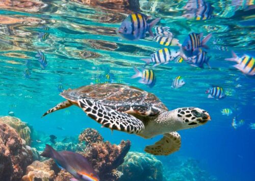 Menaces climatiques sur les océans... - GREP-mp